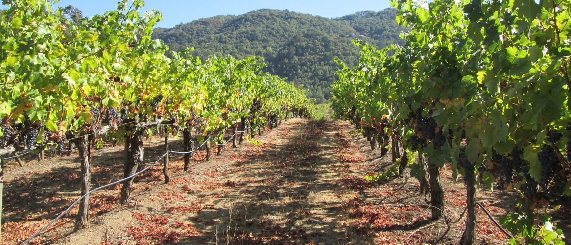 Barber Cellars - Fine Wine from Sonoma County